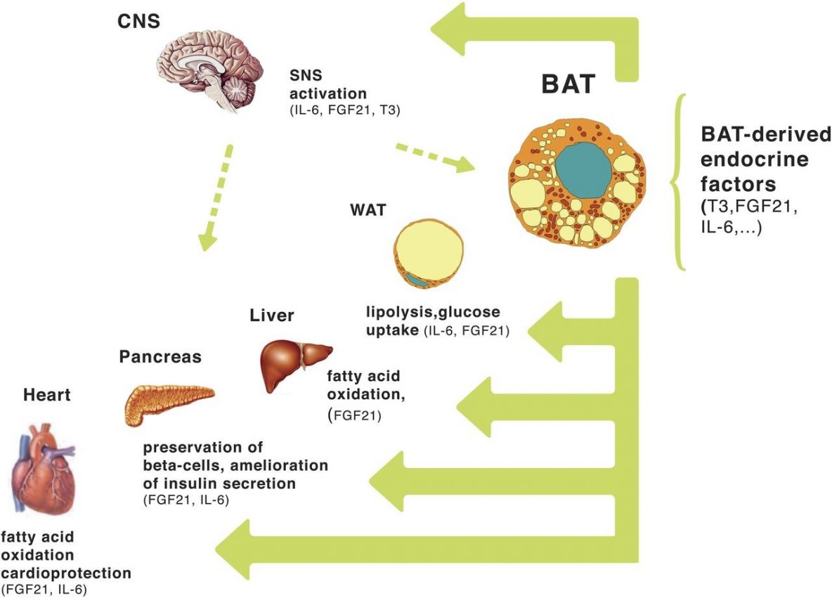 BAT - Alinea Nutrition