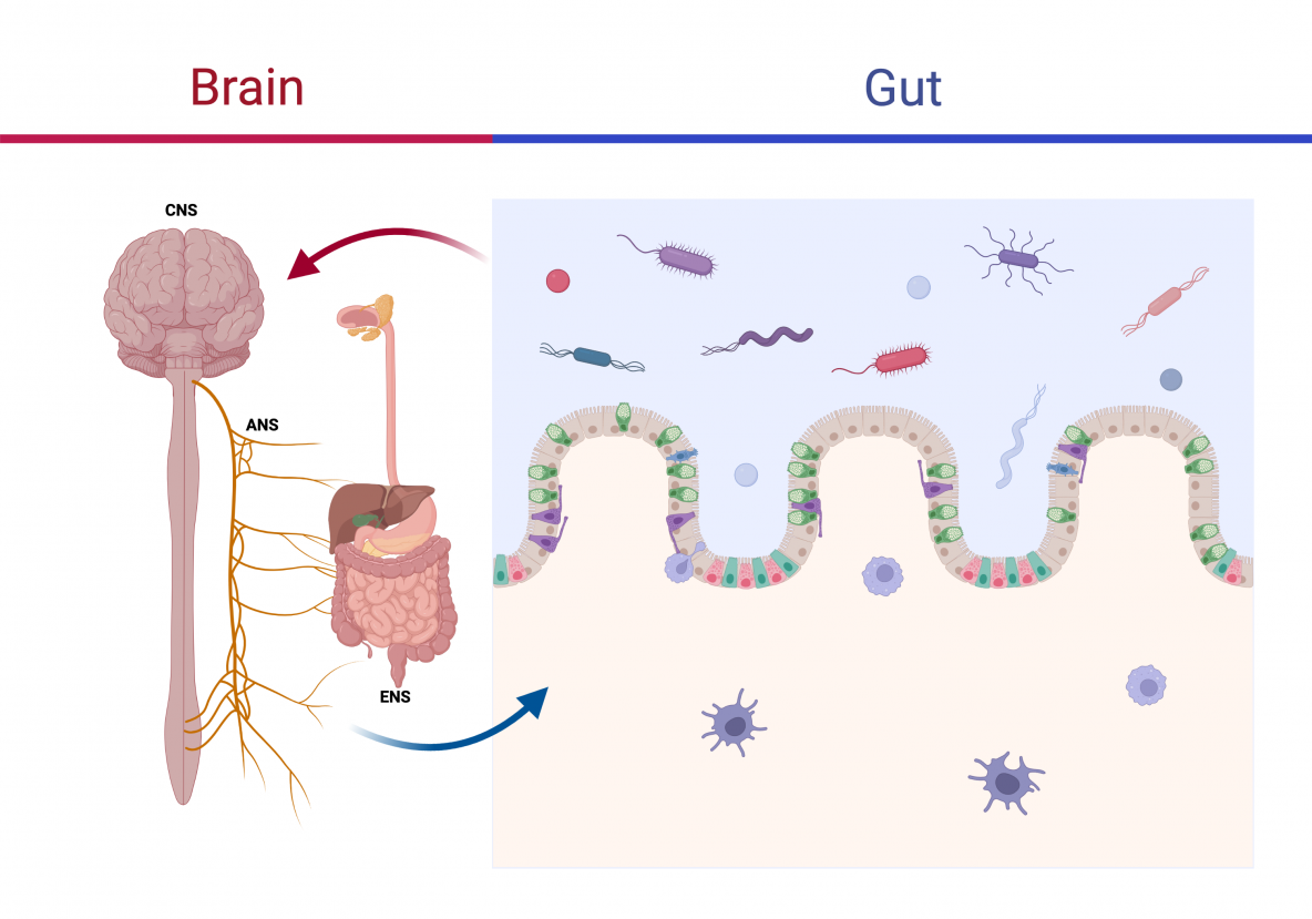 Gut Brain Axis Alinea Nutrition
